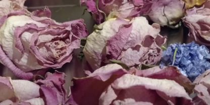 Guide To Freeze Drying Flowers | Freeze Dried Guide