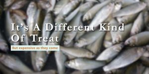 Are Freeze Dried Minnows Good For Pets? | Freeze Dried Guide