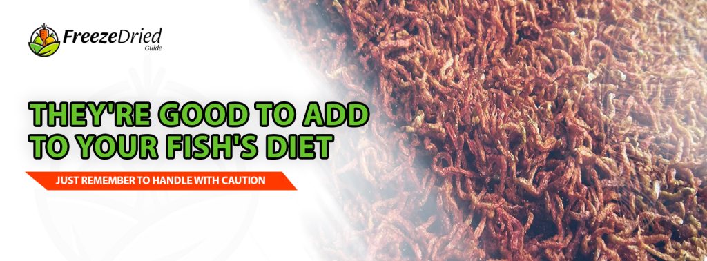 What Are Freeze Dried Bloodworms? | Freeze Dried Guide