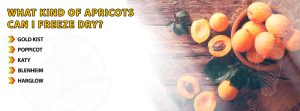 How To Freeze Dry Apricot | Freeze Dried Guide