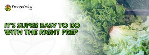 How To Freeze Dry Lettuce | Freeze Dried Guide